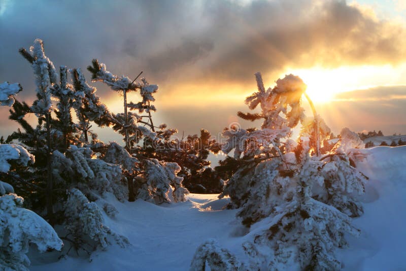 Frozen tree stock photo. Image of icicle, winter, crimea - 5827638