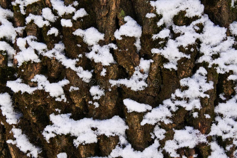 Tree back lit stock photo. Image of view, detail, trees - 78035606