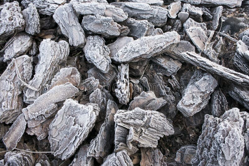 Frozen tree bark stock photo. Image of rough, contrast - 106554706