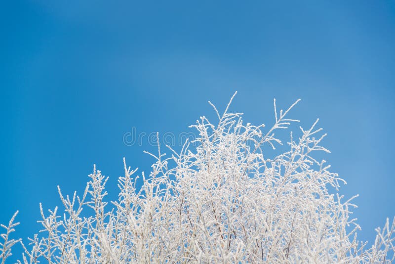 Frozen tree stock photo. Image of wood, space, copy, branch - 48733720