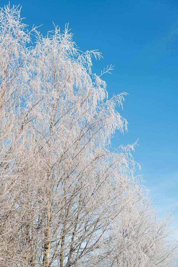 Frozen tree stock image. Image of copy, december, blue - 48733723