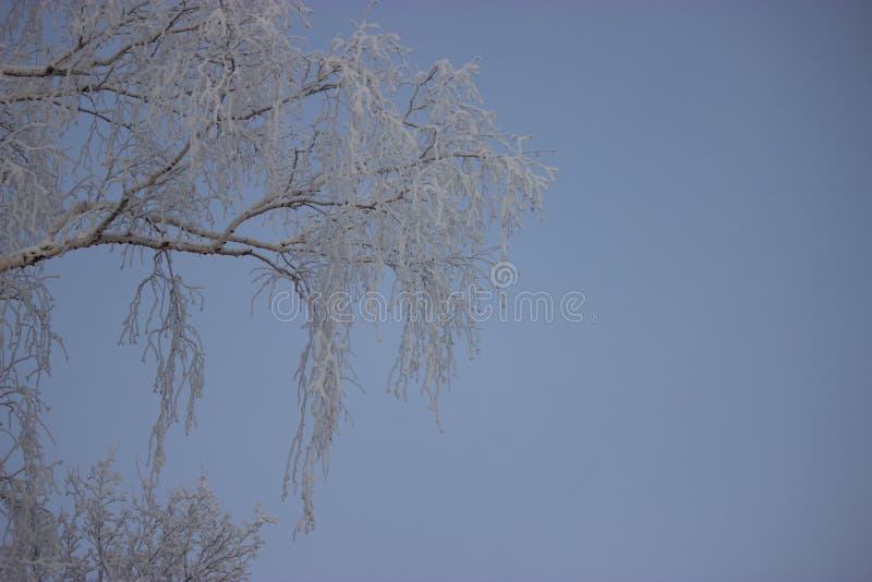 Frozen Tree with Blue Sky Background Stock Image - Image of background ...