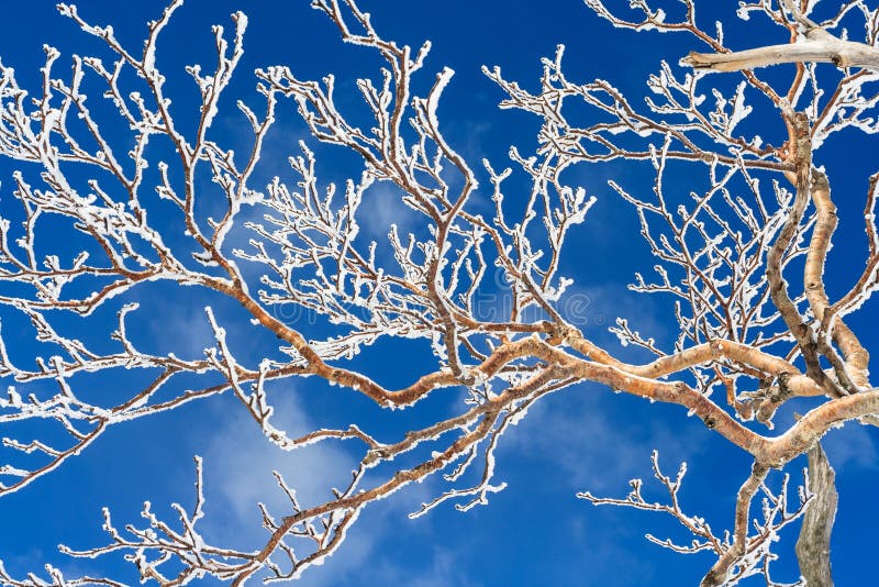 Frozen Tree and Blue Sky stock image. Image of travel - 58921567