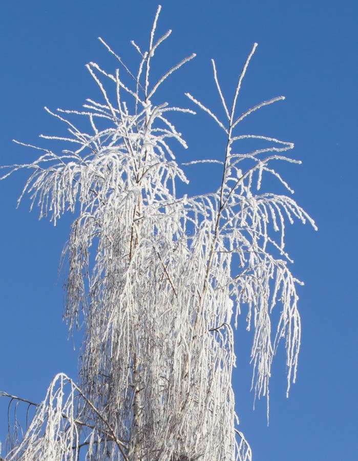 Frozen tree and blue sky stock image. Image of tree, beautiful - 64632707