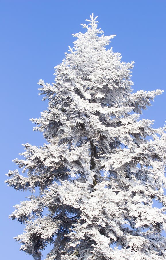 Frozen tree and blue sky stock photo. Image of forest - 64632792