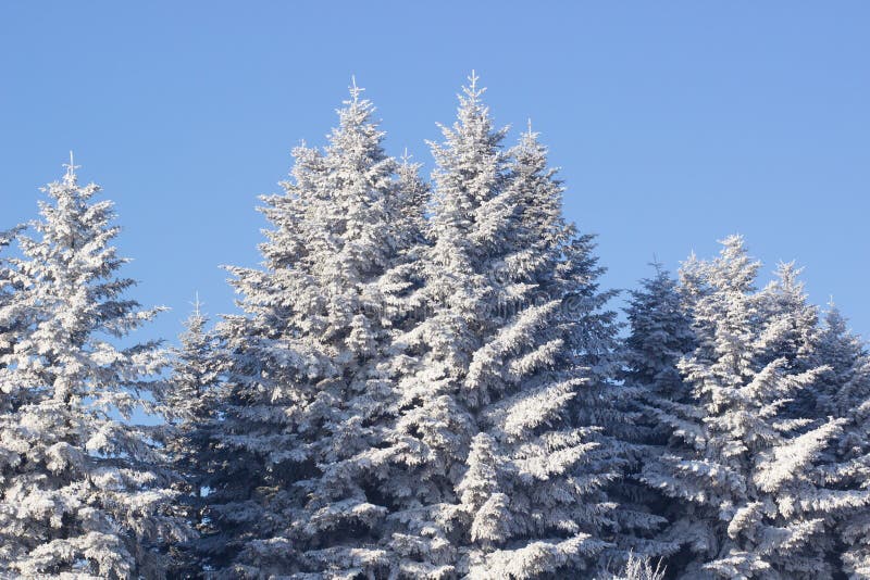 Frozen tree and blue sky stock photo. Image of beauty - 64633130
