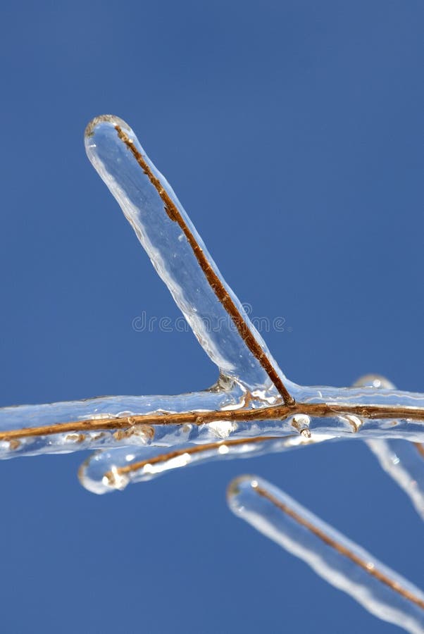 Frozen Tree Branch stock photo. Image of storm, branch - 7982644