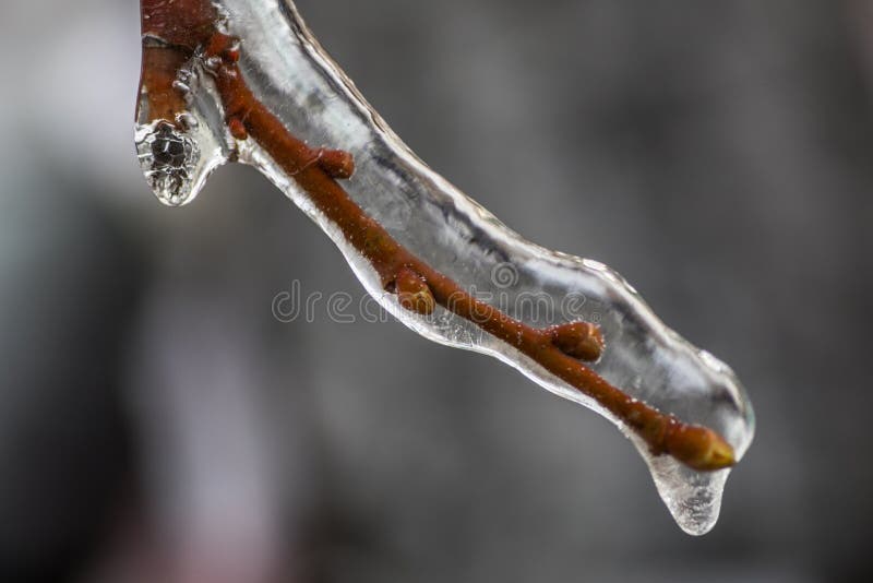 Frozen tree branch stock photo. Image of branch, snow - 139352488