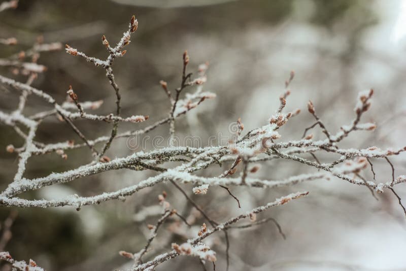Frozen tree branch stock photo. Image of broken, frozen - 83125542