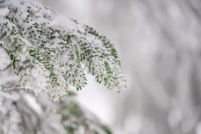 Frozen Tree Branch Cover with Snow Ice Closed Up Shot Stock Photo ...