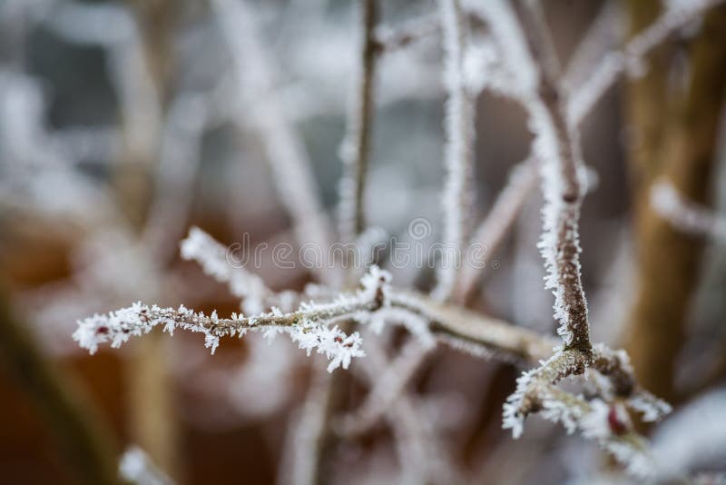 Frozen tree branch detail stock image. Image of environment - 83667109