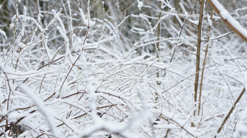 Frozen Tree Branch. Snow on Tree Snow in Park. Stock Photo - Image of ...