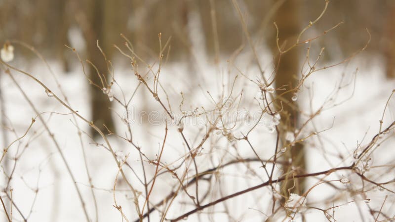 Branch Full of Snow, Texture Background Stock Photo - Image of frost ...