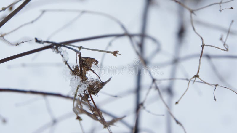 Branch Full of Snow, Texture Background Stock Photo - Image of frost ...