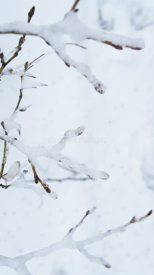 Frozen Tree Branch. Snow on Tree Snow in Park. Stock Photo - Image of ...