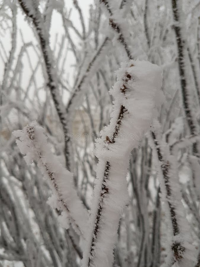 Frozen tree branch stock photo. Image of nature, frozen - 113674580