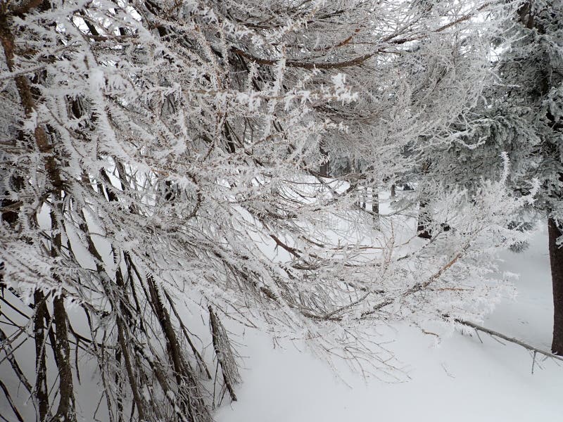 Frozen Tree Branch in Winter Stock Photo - Image of park, landscape ...