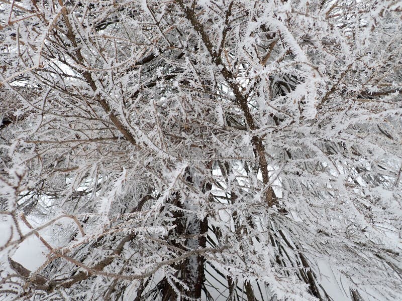 Frozen Tree Branch in Winter Stock Photo - Image of wood, landscape ...