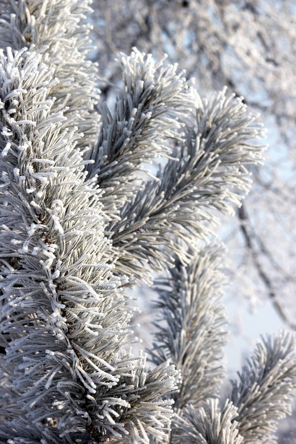 Frozen Tree Branch in Winter Forest. Stock Image - Image of background ...