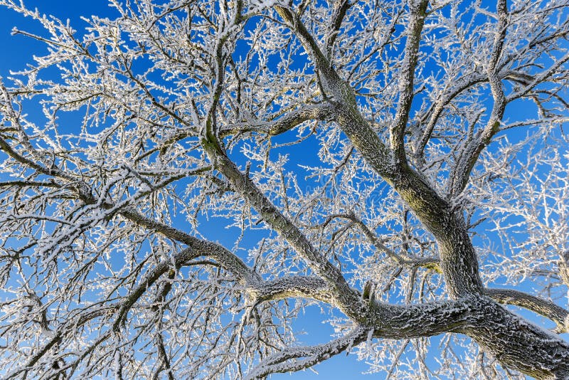 Frozen tree branches stock photo. Image of tree, wintertime - 98131064