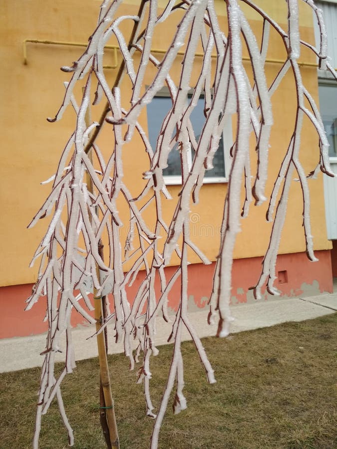 Frozen Tree Branches Close-up Winter Time Tree Care. Icy Tree Branches ...