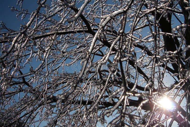 Frozen Tree Branches Covered in Ice with Many Branches with the Clear ...