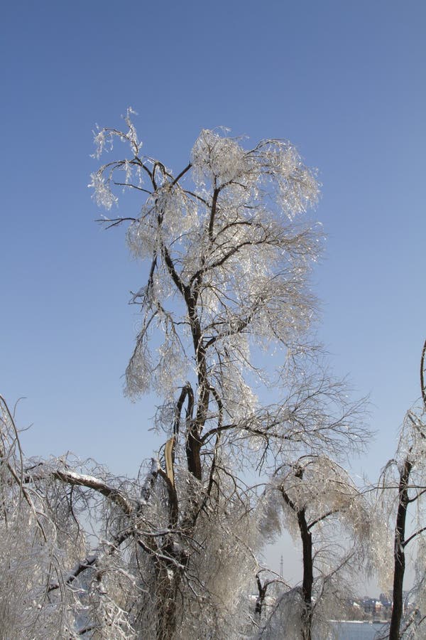 Frozen Tree Branches Covered by Ice after an Ice Storm Stock Image ...