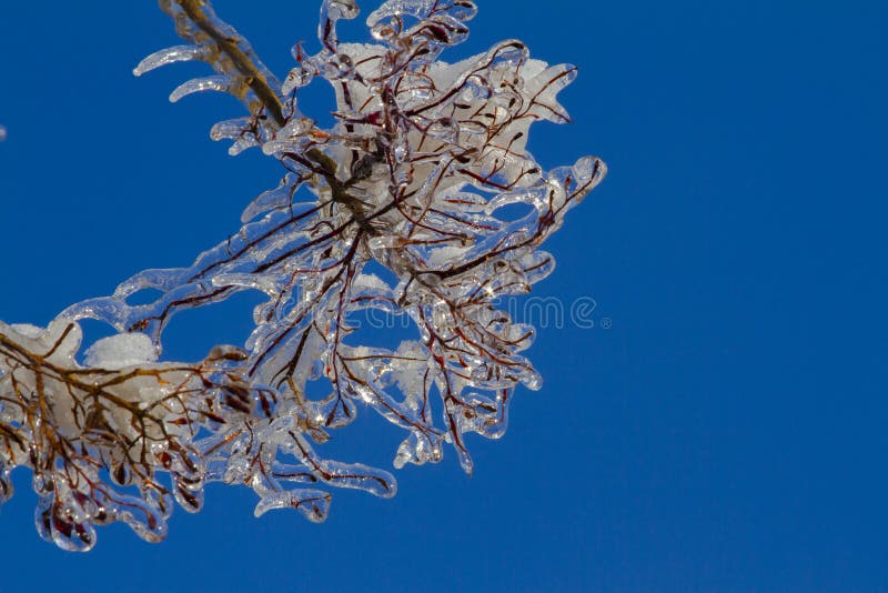 Frozen Tree Branches Covered by Ice after an Ice Storm Stock Image ...