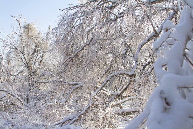 Frozen Tree Branches Covered by Ice after an Ice Storm Stock Image ...