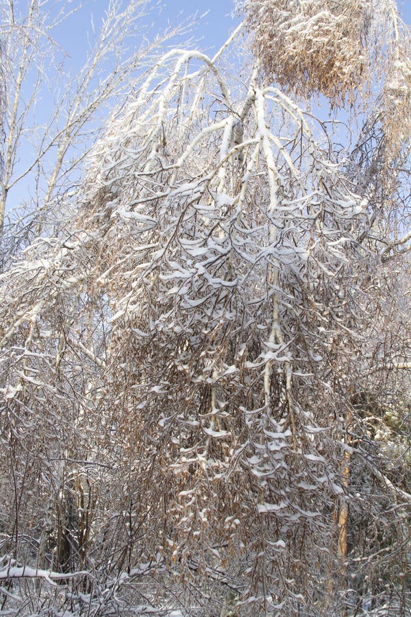 Frozen Tree Branches Covered by Ice after an Ice Storm Stock Image ...