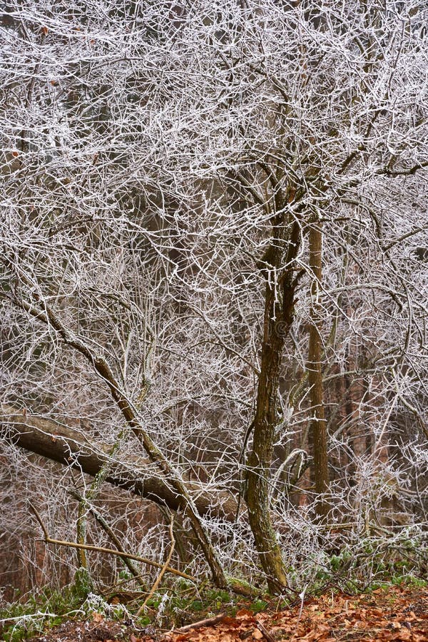 Frozen tree branches stock image. Image of tree, nature - 235346527