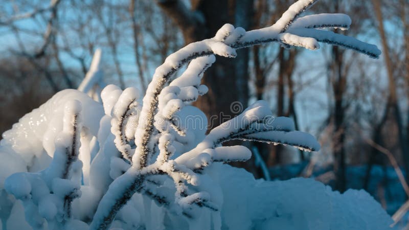 Frozen tree branches stock photo. Image of outdoor, snowstorm - 219913808