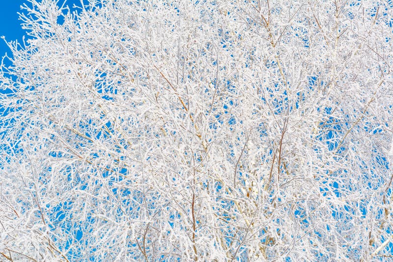 Frozen Tree Branches White Blue Background Stock Photo - Image of ...