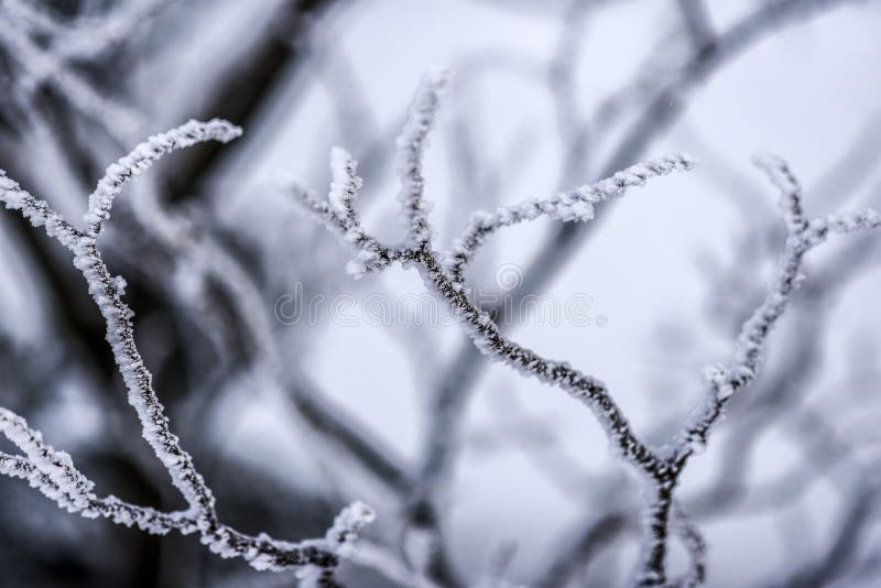 Frozen Tree Branches, Winter Landscape in Tatra Mountains, Poland Stock ...