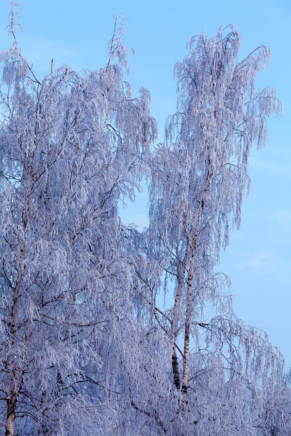Frozen Tree stock image. Image of snow, forest, line - 35281873