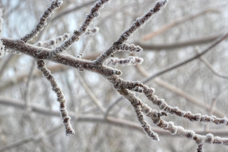 Frozen tree stock photo. Image of environment, background - 45297206