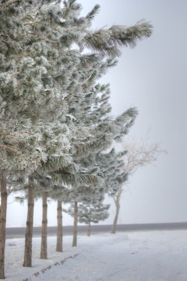 Frozen in Ice Tree Branches, Iced Trees Stock Image - Image of rain ...