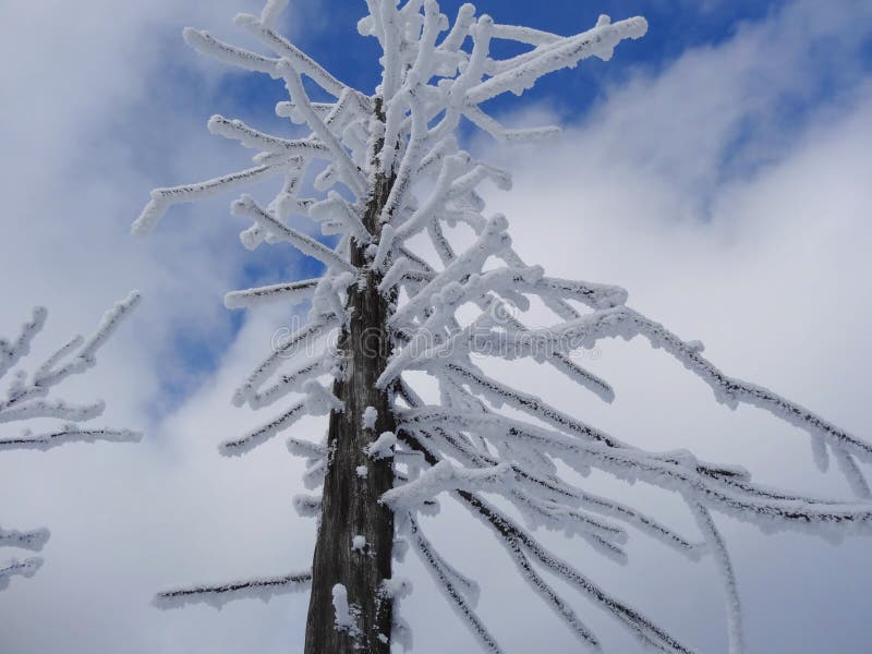 Frozen tree stock image. Image of frozen, beauty, scene - 69386041