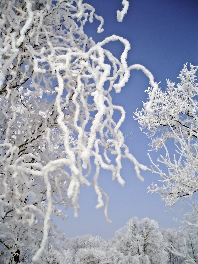 Frozen tree stock photo. Image of natural, crystal, seasons - 33756496