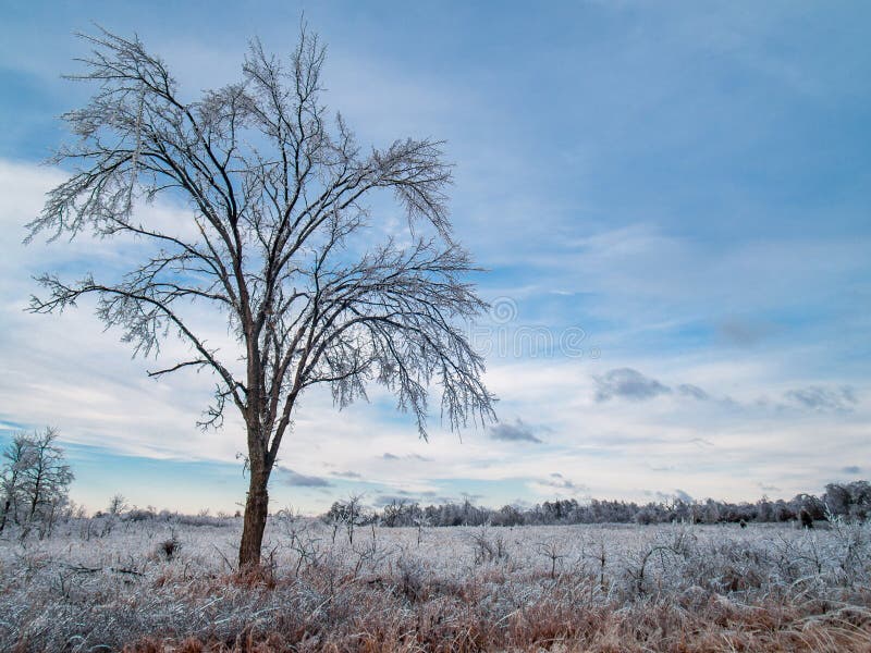 Frozen Tree stock photo. Image of climate, north, 2007 - 91441228