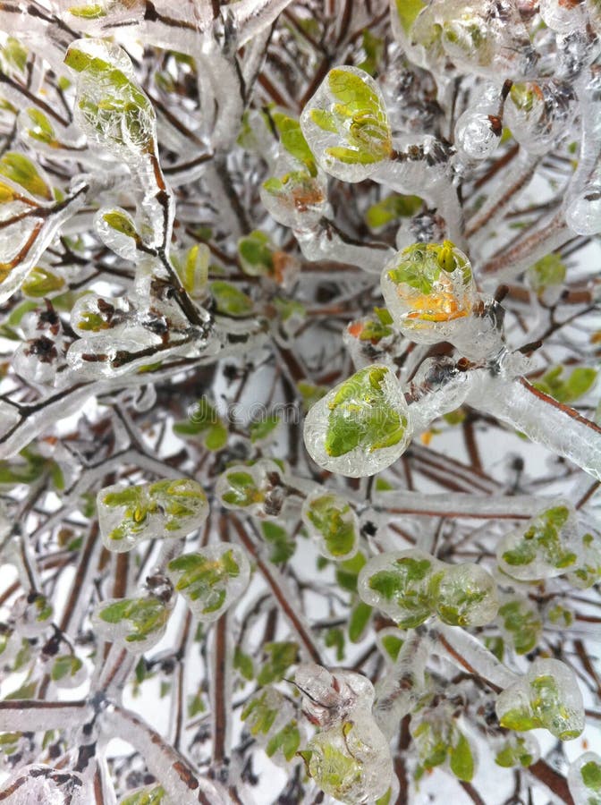 Frozen tree stock photo. Image of winter, branch, tree - 36896676