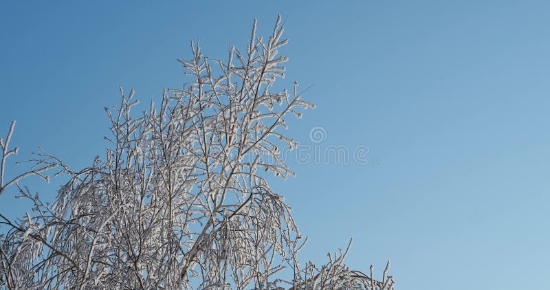 Frozen Tree on Ice Under Moon with Clouds Stock Video - Video of chill ...