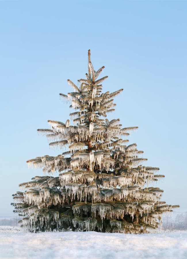 Frozen Tree after Ice Storm Stock Image - Image of glittering, frost ...
