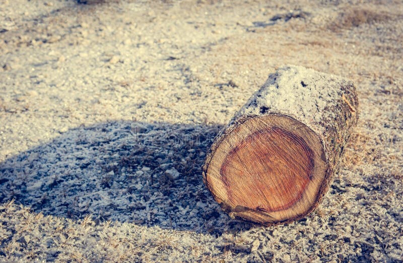 Frozen tree log. stock image. Image of wood, timber, laying - 64546999