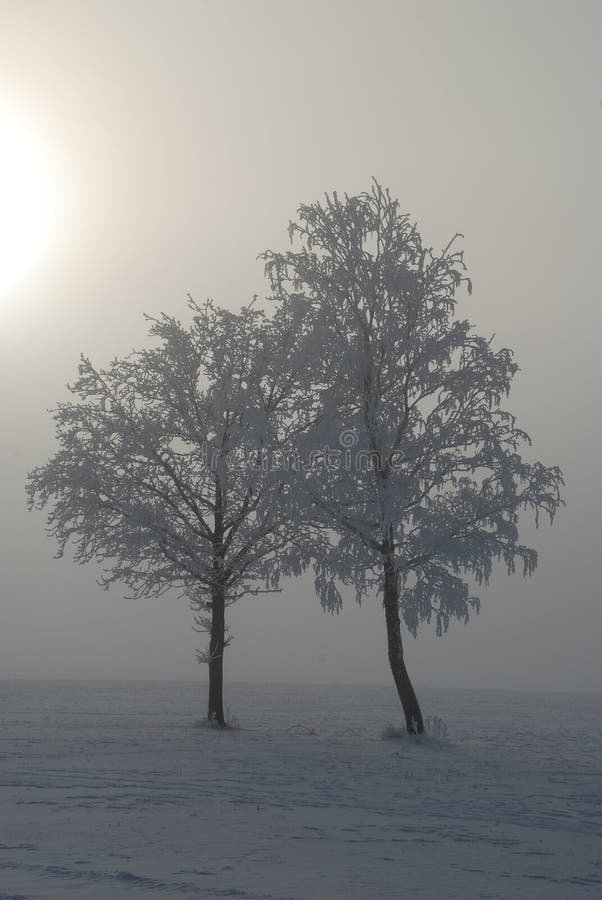 Frozen tree in mist stock photo. Image of winter, backlight - 47364164