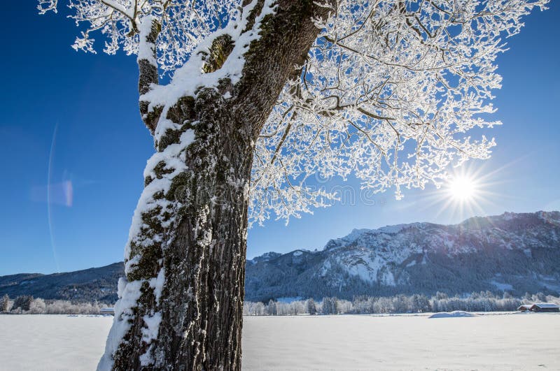 Frozen Tree in the Morning Sun Stock Photo - Image of braches, alps ...