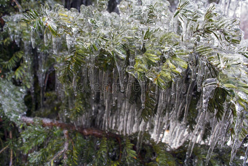 Frozen tree stock photo. Image of frozen, transparent - 138495832