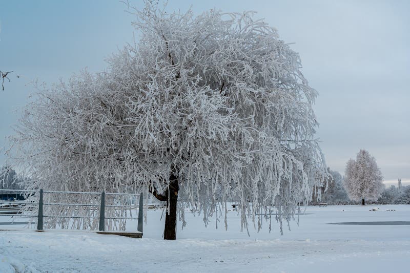 Frozen Tree in Public Park Kumla Sweden Stock Image - Image of ...