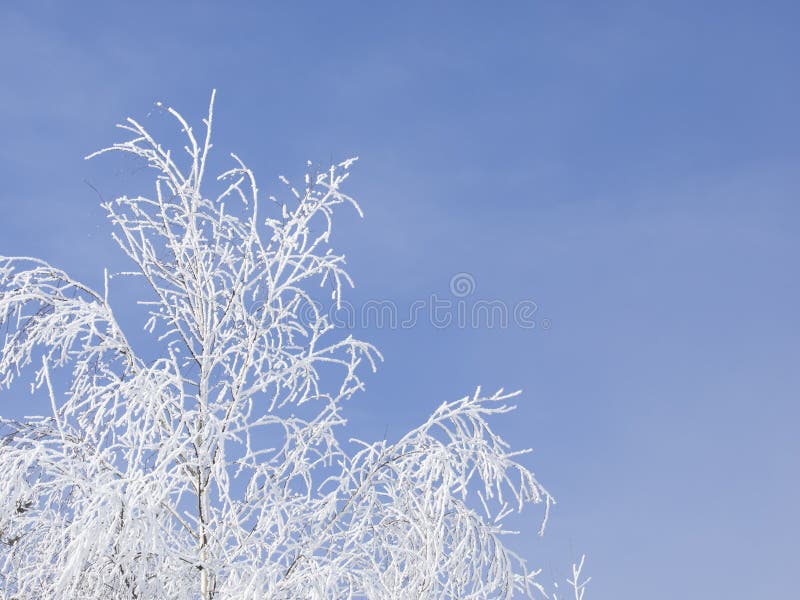 Frozen tree stock image. Image of forest, covered, garden - 52009919