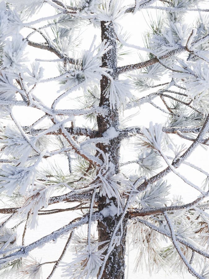 Frozen tree stock photo. Image of background, crystal - 52012090